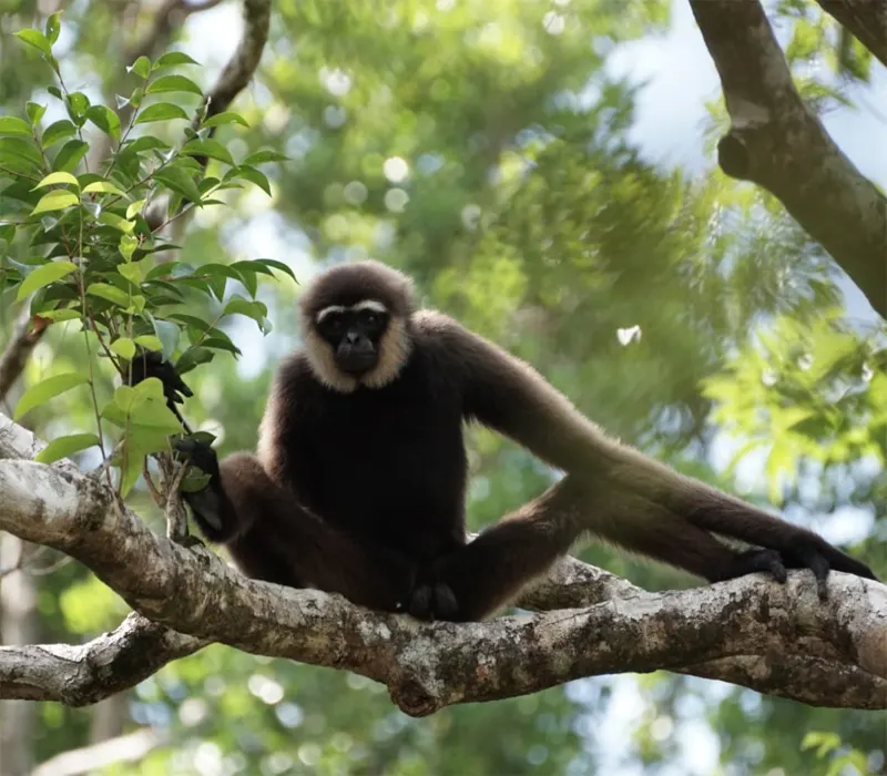 Profile – Explore Red Ape Indonesia Explorer